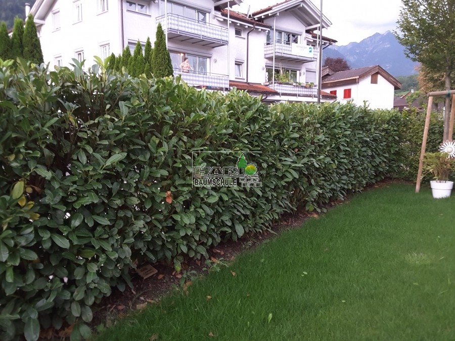 Kirschlorbeer (Prunus laurocerasus 'Rotundifolia') 160 cm FERTIGHECKE 1 ...