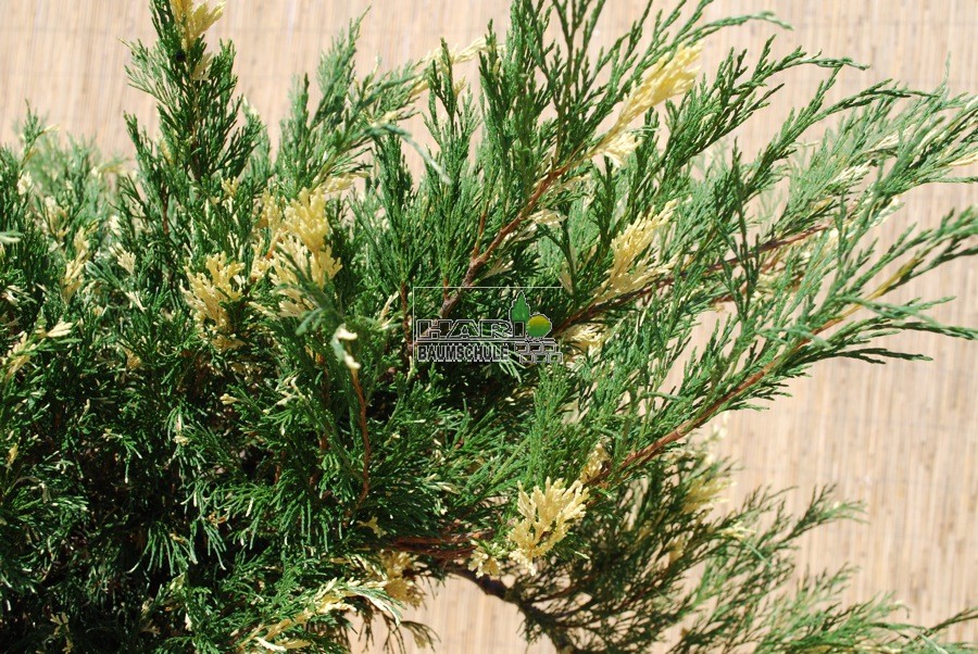 Juniperus sabina 'Variegata'