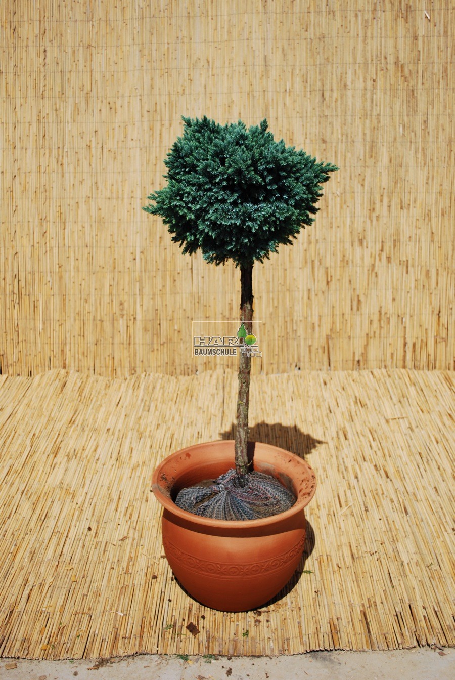 Juniperus sq. 'Blue Star'