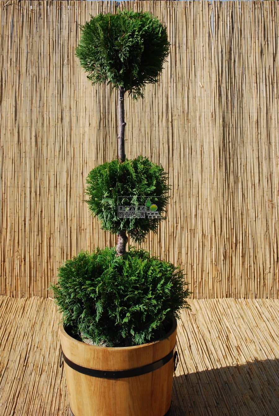 Thuja plicata 'Atrovirens'