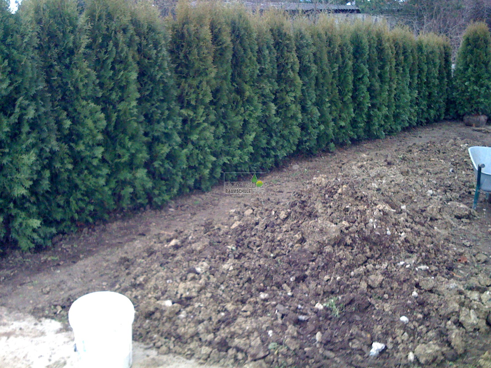 Thuja occ. 'Columna' 200 cm - Fertighecken