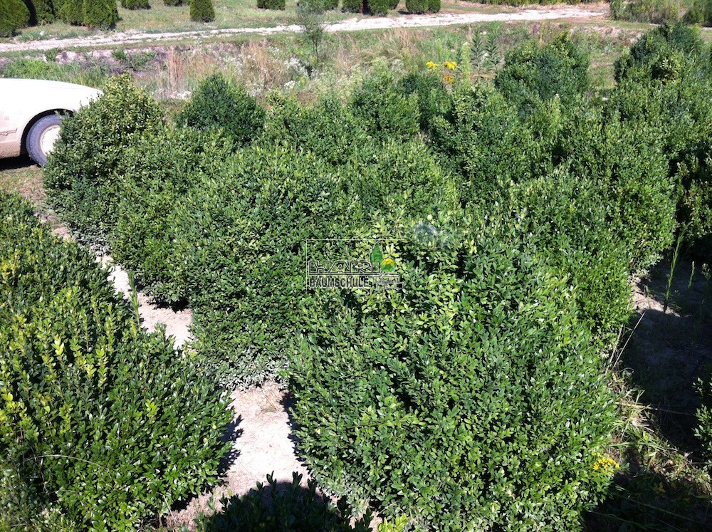 Buchsbaum (Buxus sempervirens) 100 cm