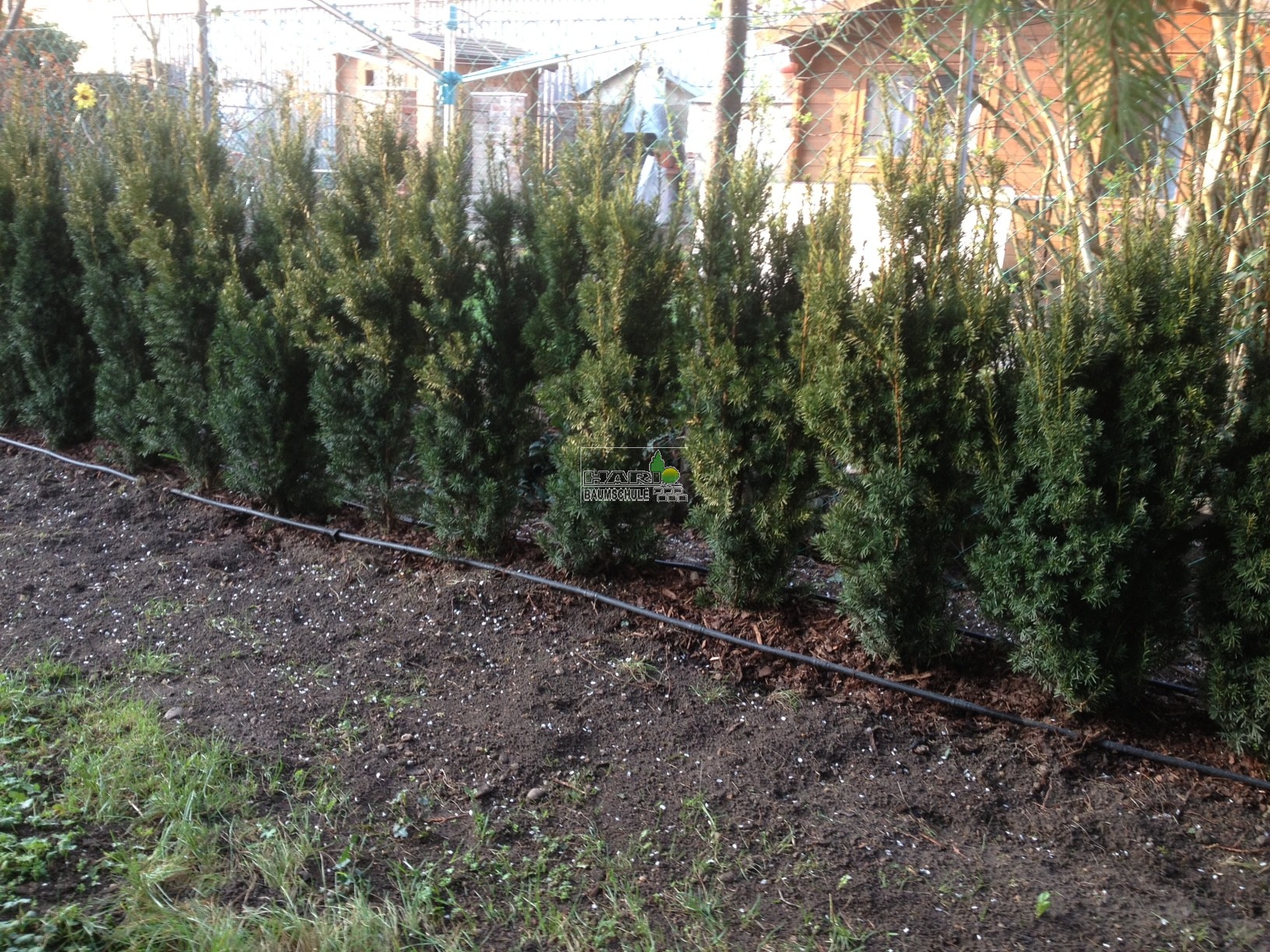 Eiben (Taxus media Hicksii) 100/125 cm