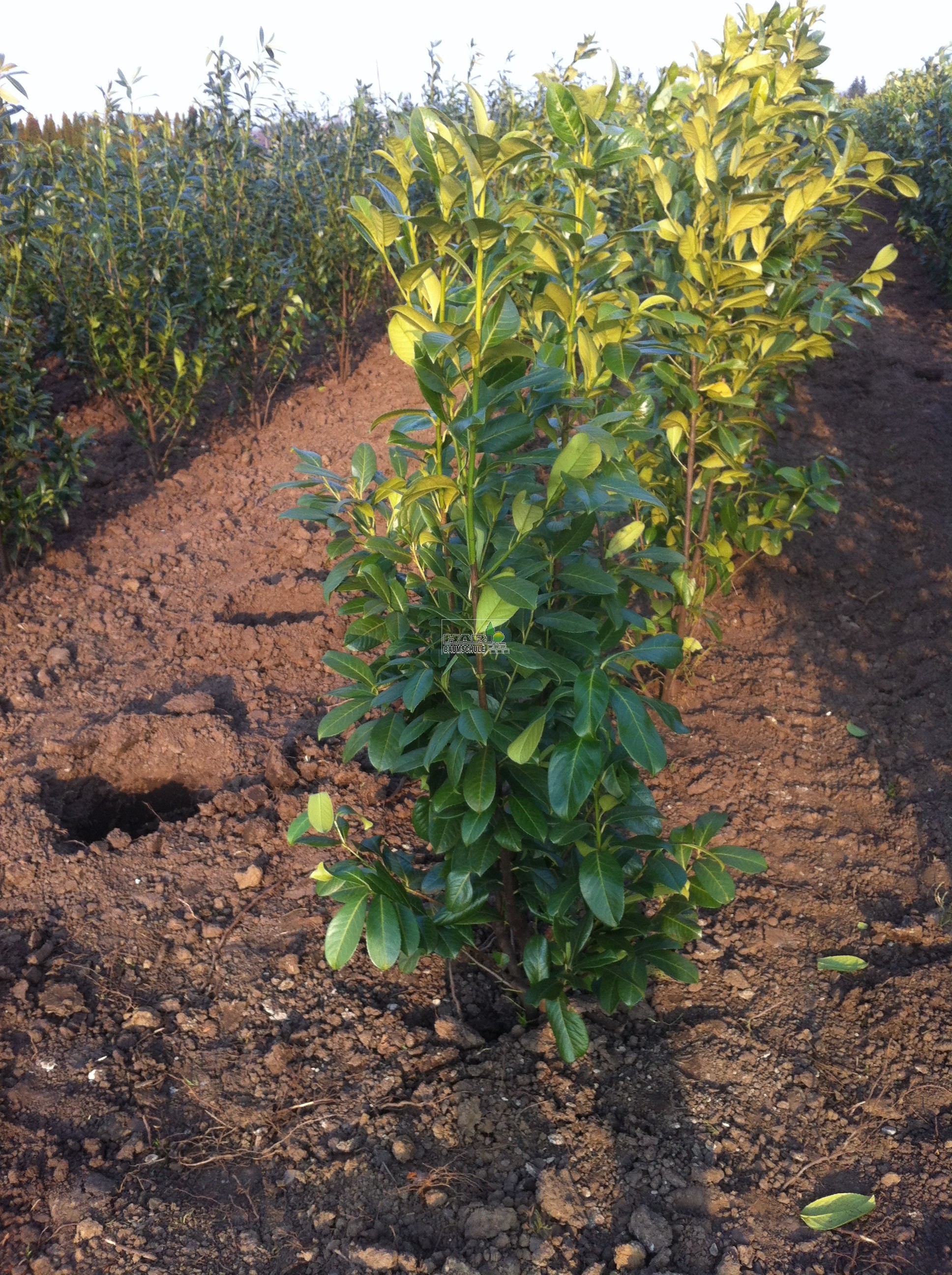 Kirschlorbeer (Prunus laurocerasus 'Rotundifolia') 150/175 cm